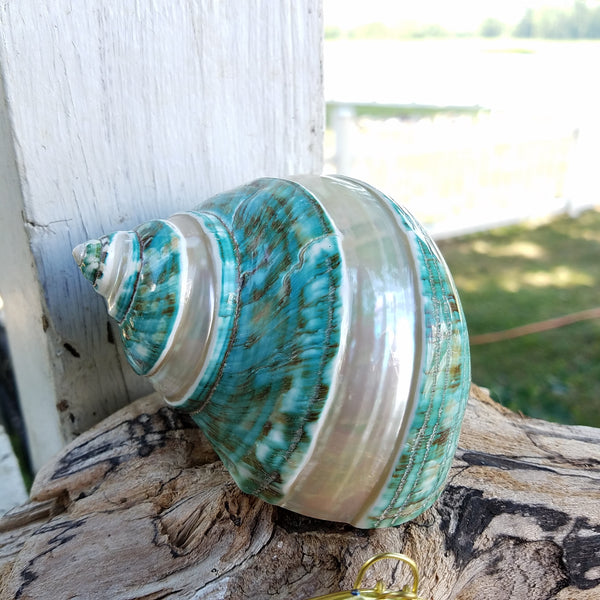 Elegant Blue/Green Jade Turbo Burgess Banded Polished Shell * Large 4 ...