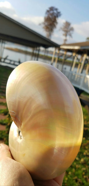 NAUTILUS LARGE 4 1/2" POLISHED SHELL * BEAUTIFUL! – COASTAL ELEGANCE